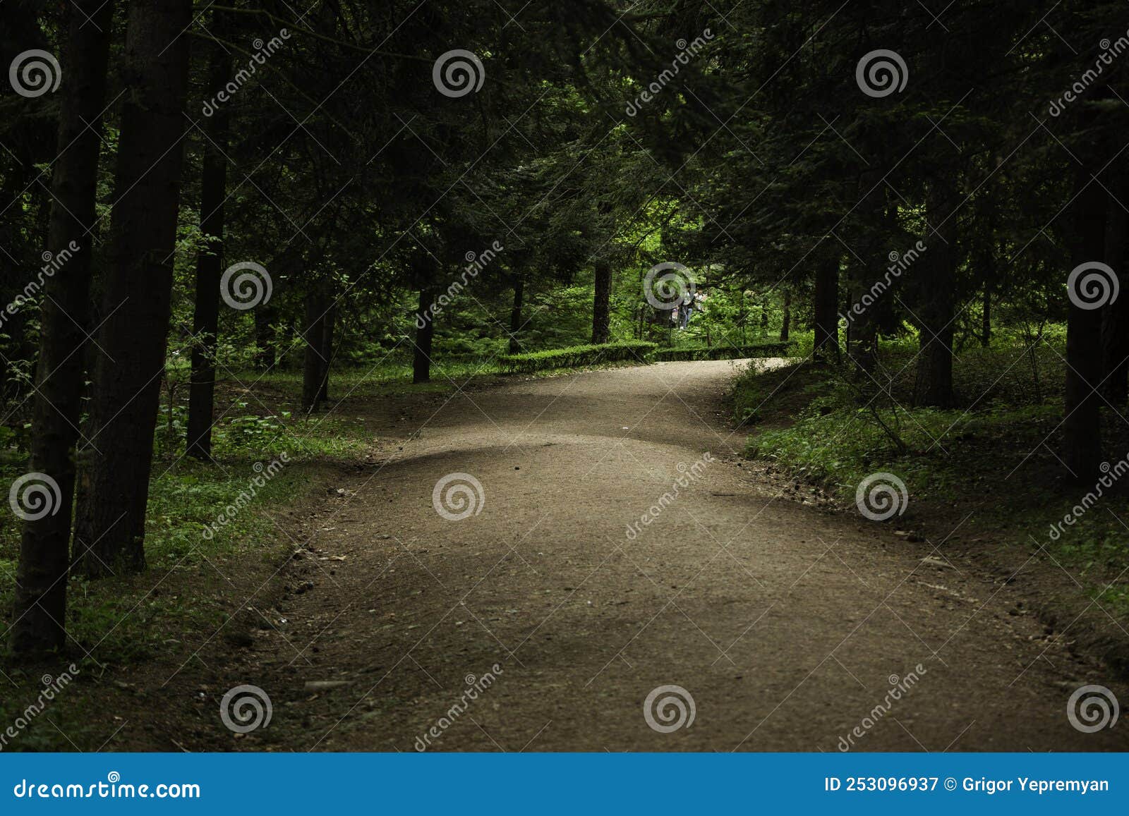 Path in the Dark Green Forest Stock Image - Image of outdoors, outside ...