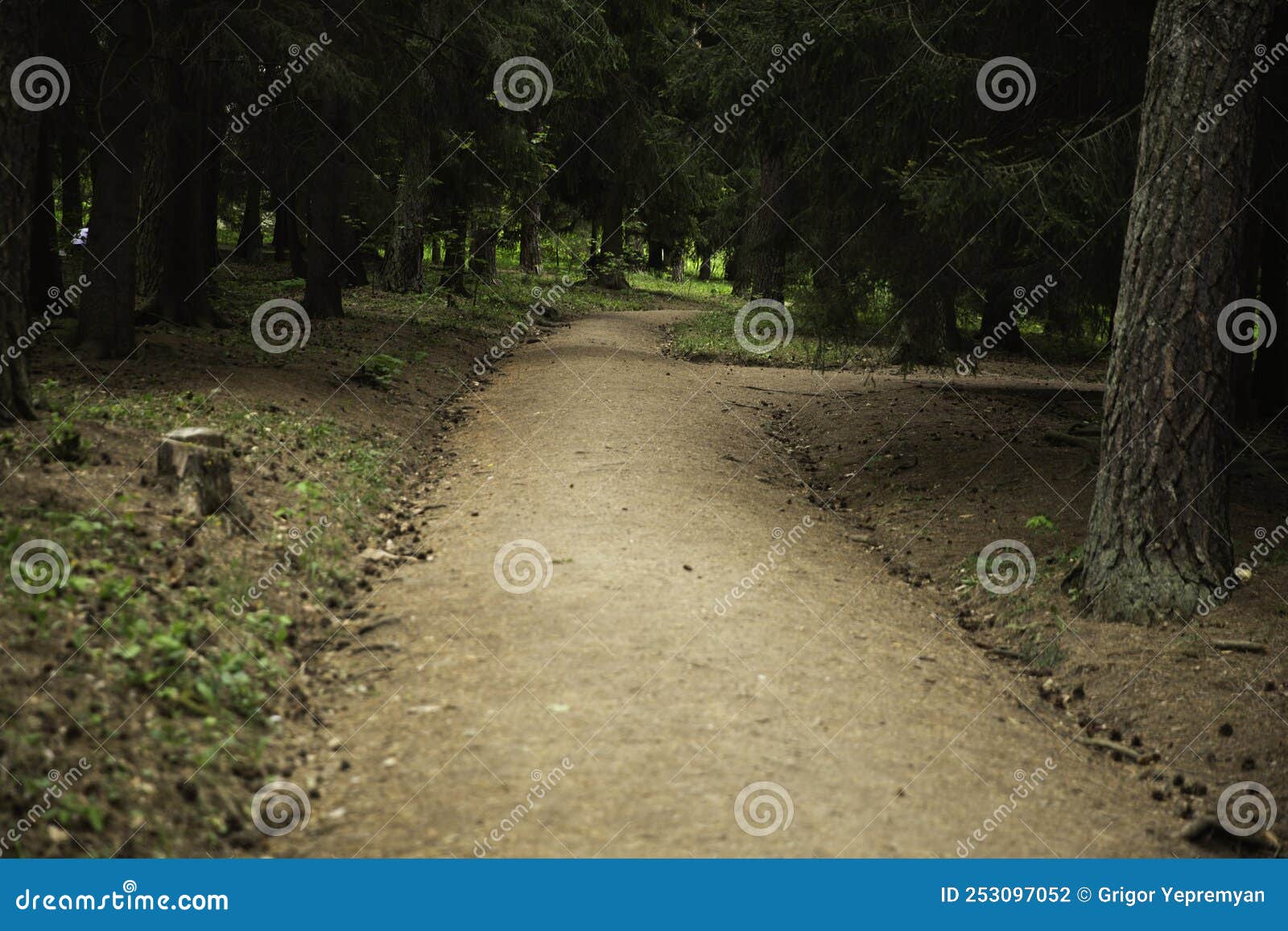 Path in the Dark Green Forest Stock Photo - Image of springtime, leaves ...