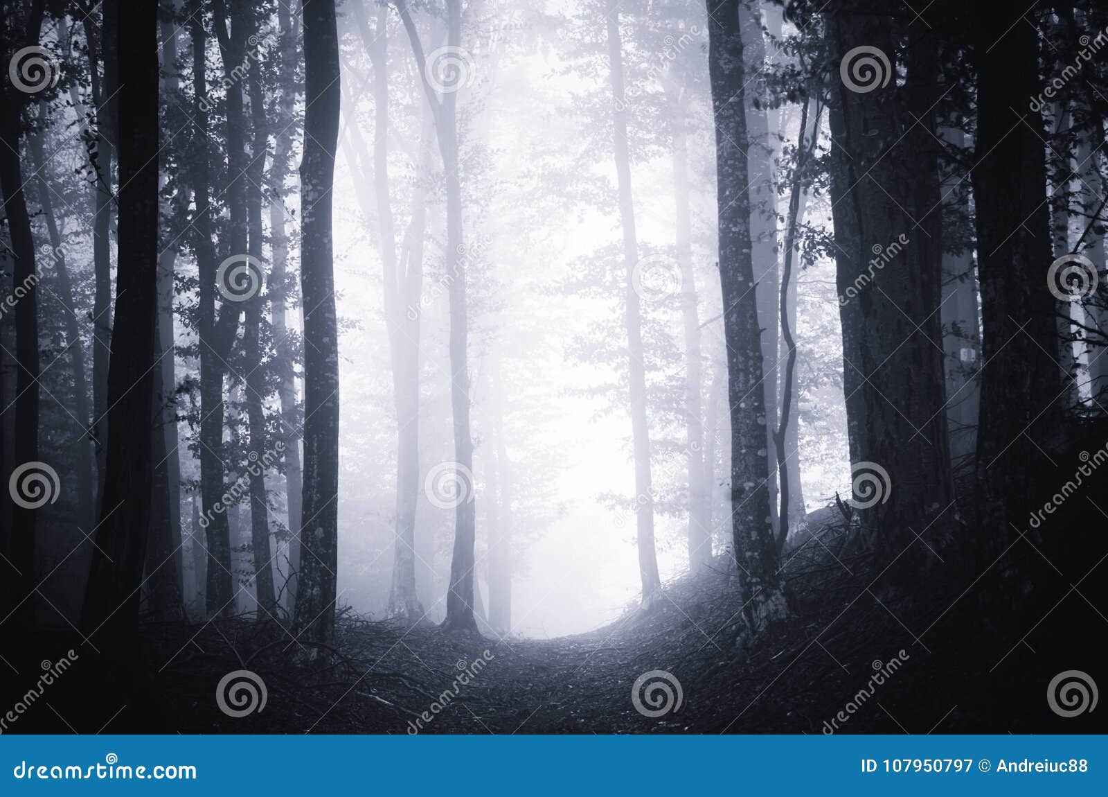 Path through Dark Moody Forest with Fog Stock Image - Image of backdrop ...