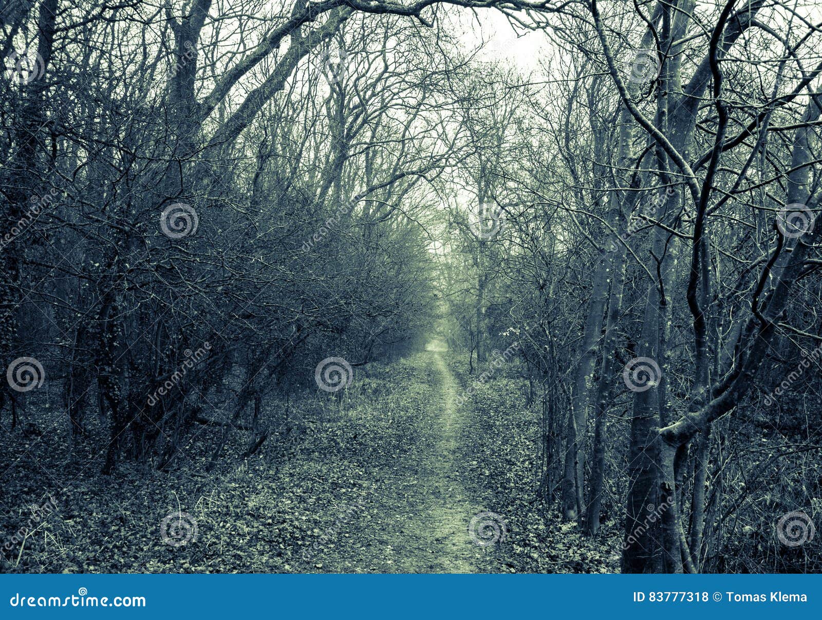 Path in the Dark Scary Park Stock Photo - Image of spring, background ...