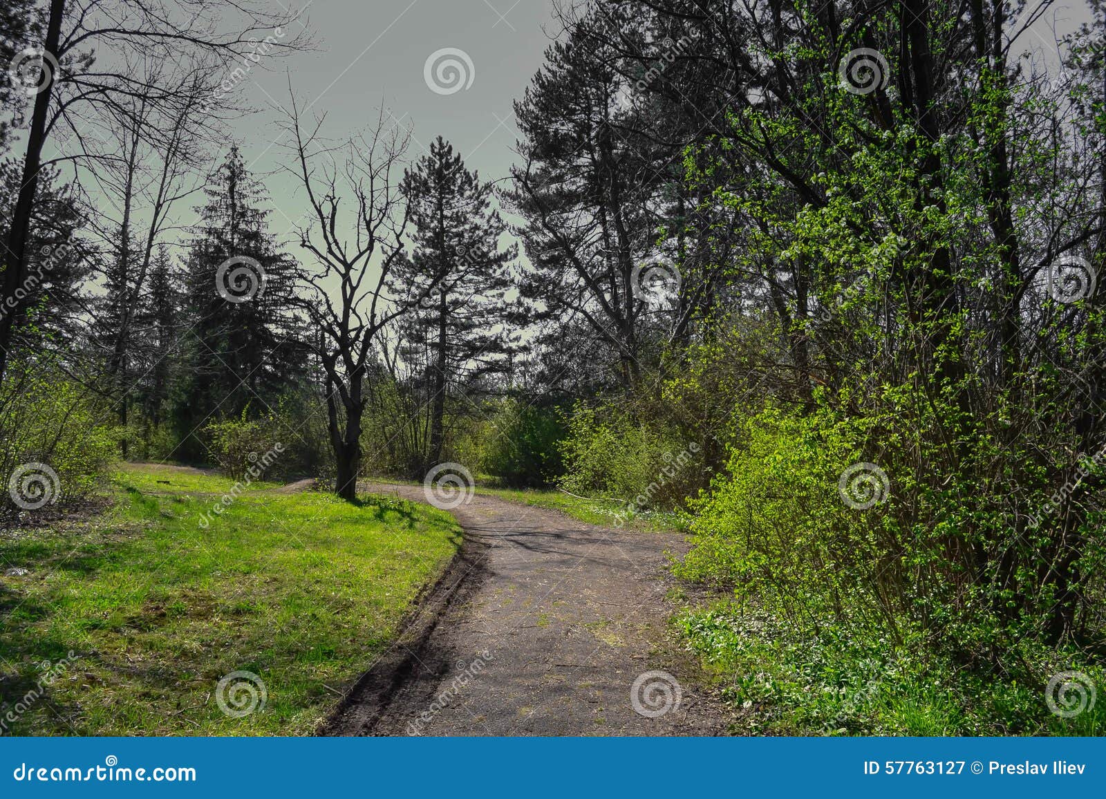 Path in the dark woods stock image. Image of forest, high - 57763127