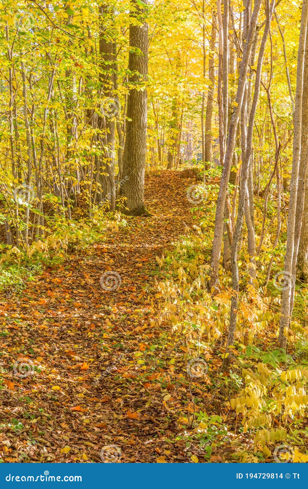 Path through a Deciduous Forest with Autumn Colors Stock Photo - Image ...