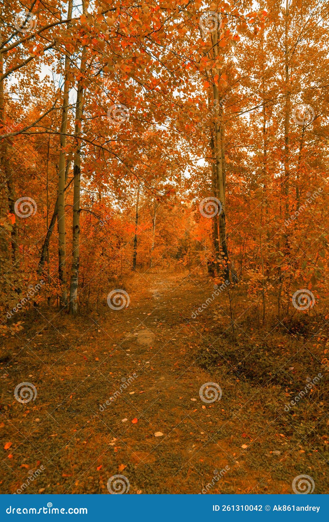 Path in the Deciduous Forest in Autumn Stock Photo - Image of shadow ...