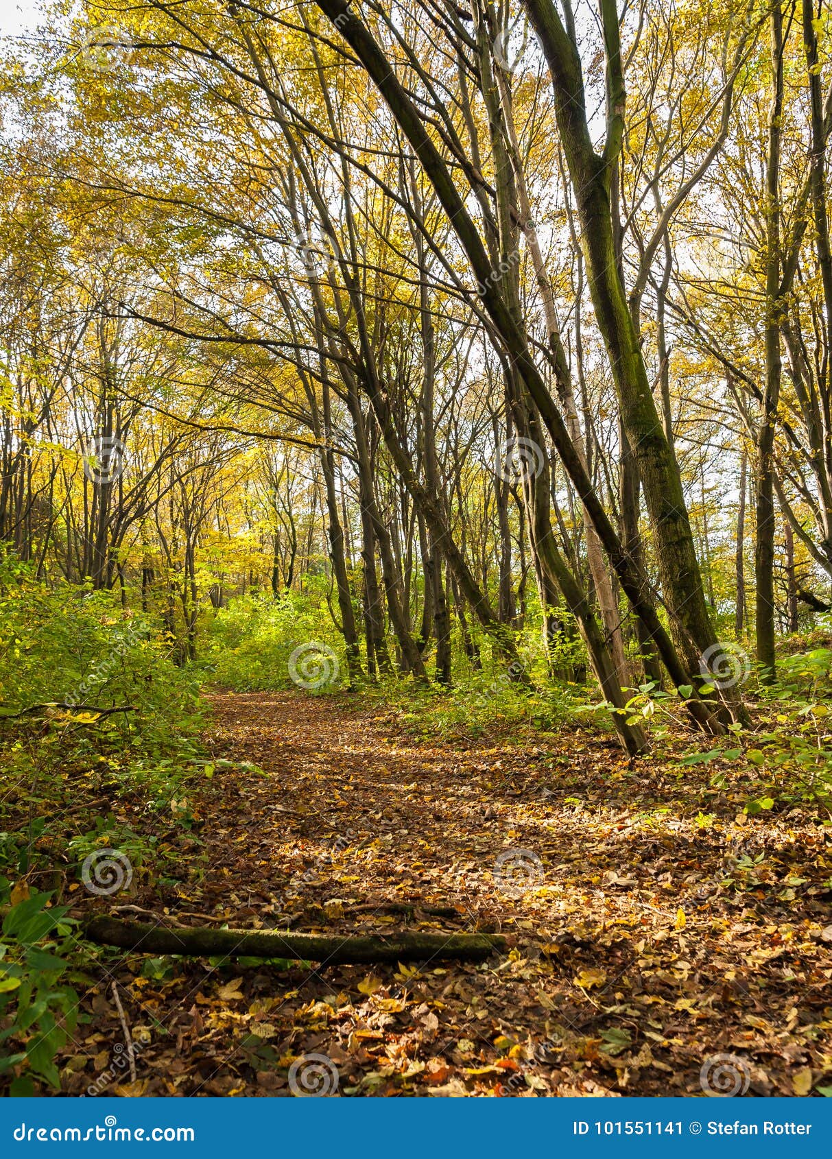 Path in a Deciduous Forest in Autumn Stock Image - Image of park ...