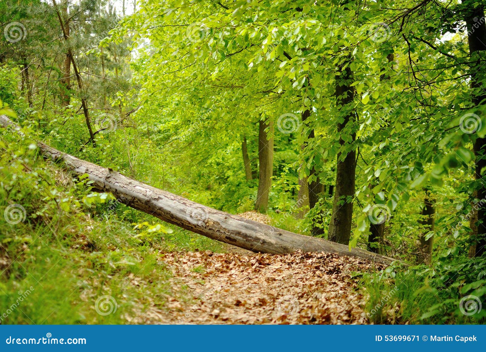 Path in deciduous forest stock image. Image of field - 53699671