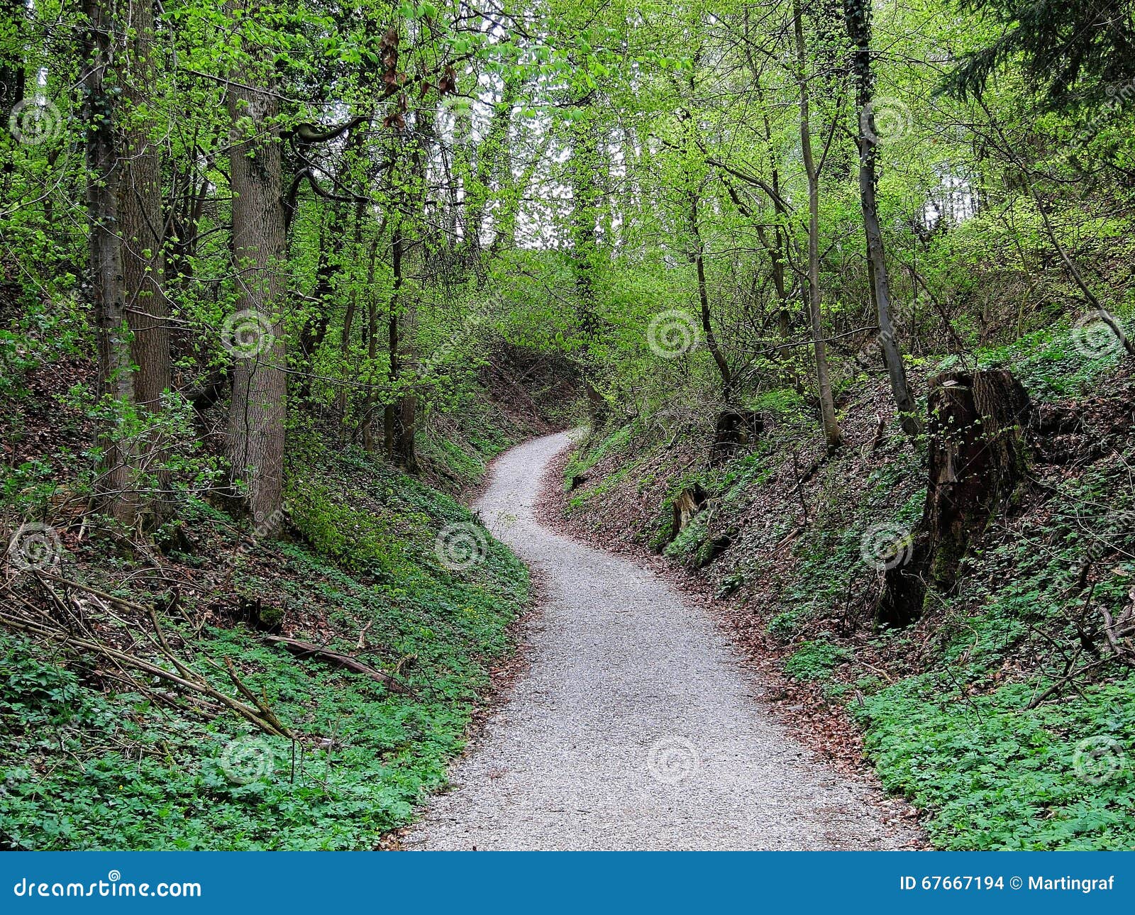 Hiking Trail in Deciduous Forest, Spring Season Nature Stock Photo ...