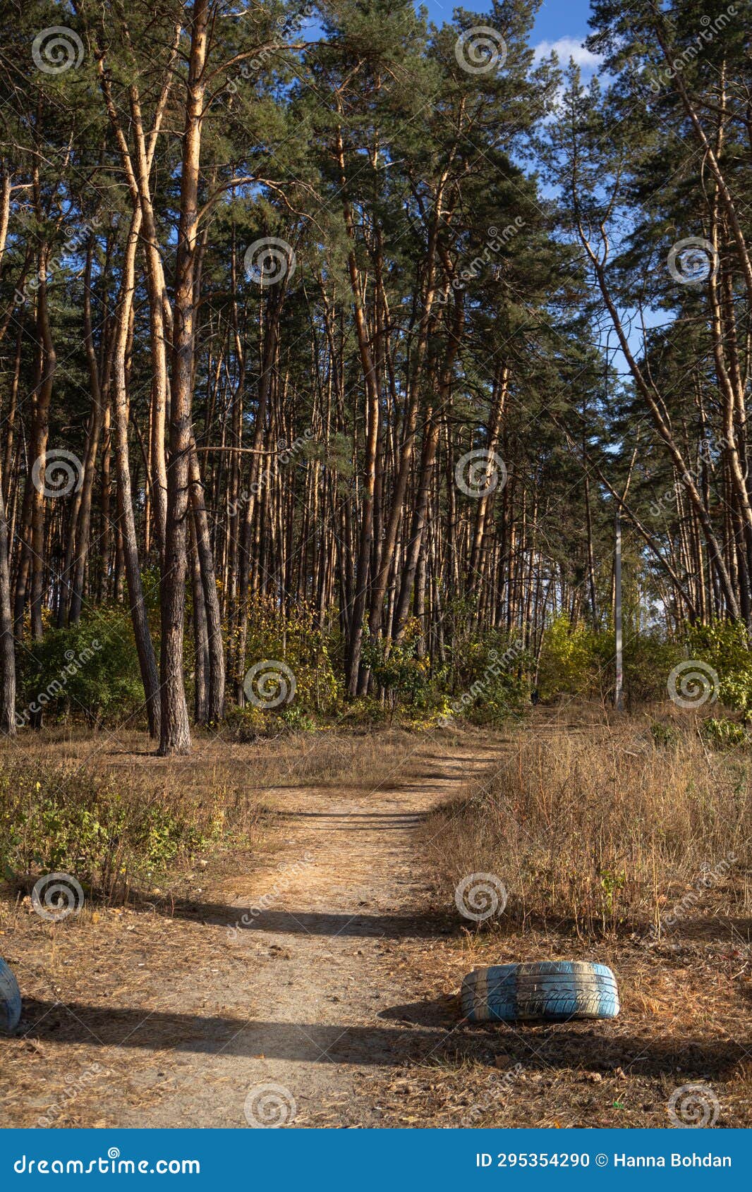 Path Deep Into Dried Out Forest Stock Image | CartoonDealer.com #109701265