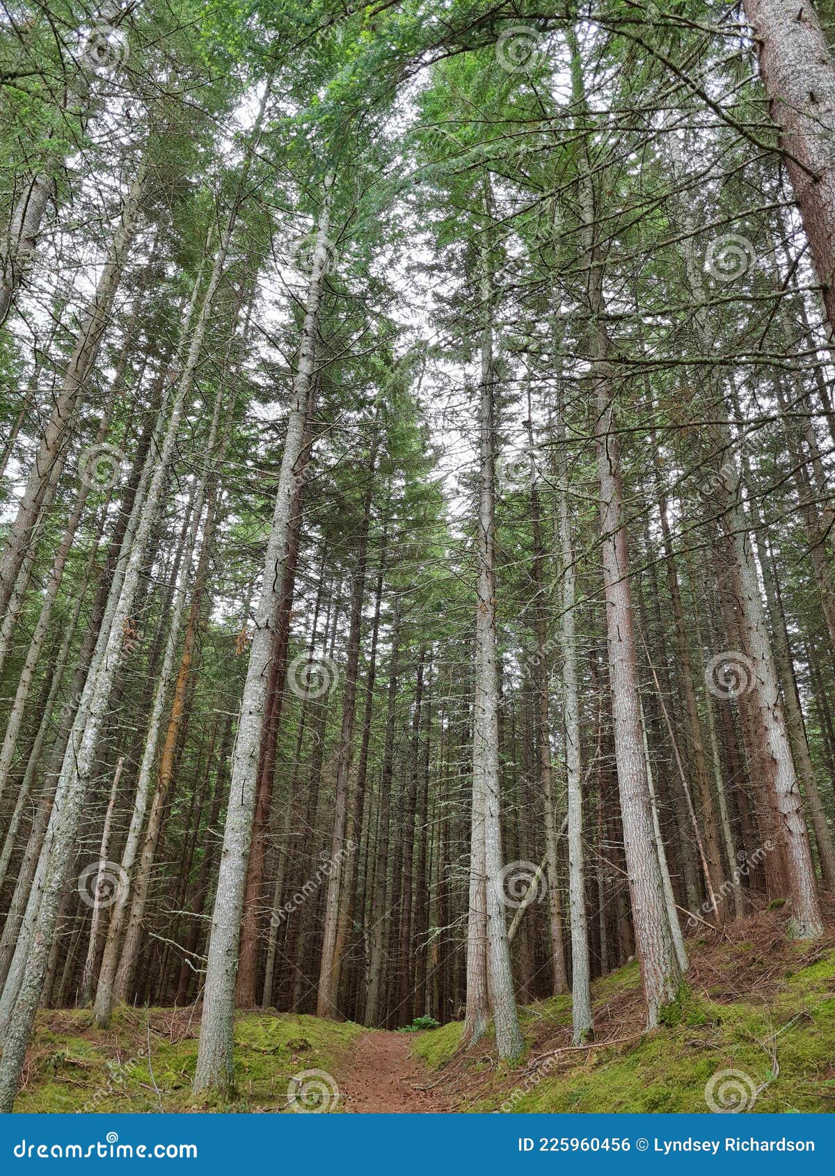 Path into the Deep, Dark Forest Stock Photo - Image of green, trunk ...