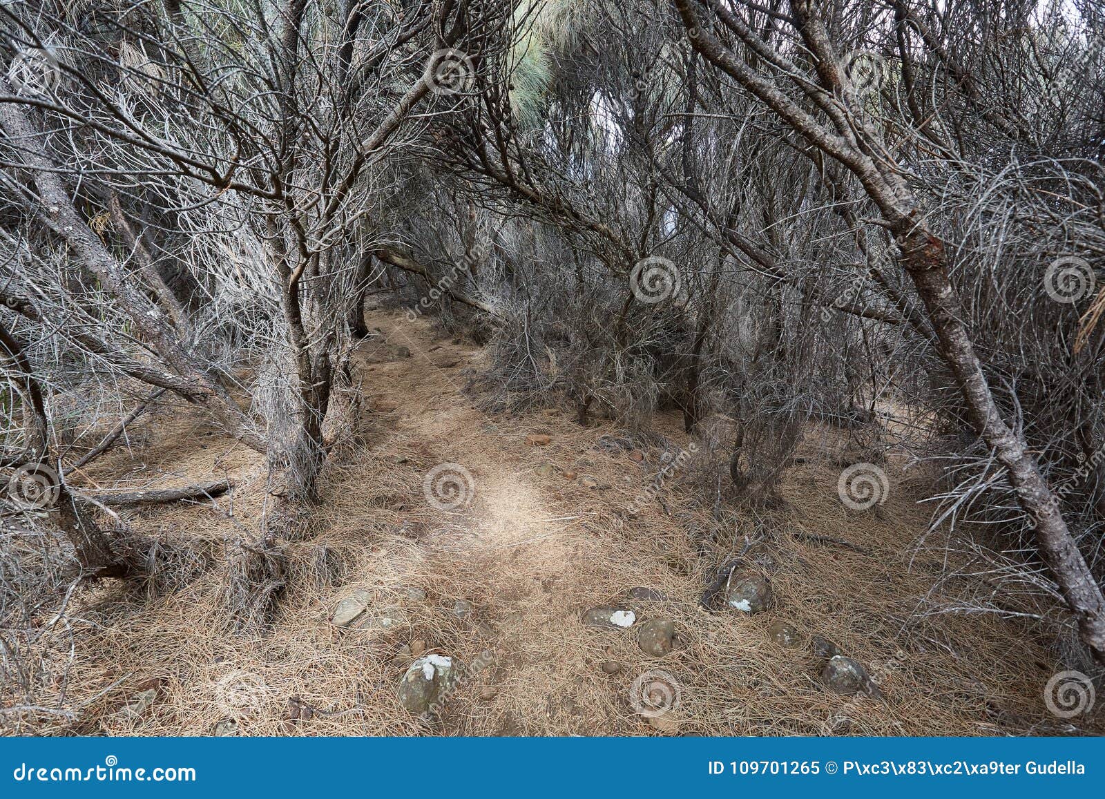 Path Deep into Dried Out Forest Stock Image - Image of deep, died ...