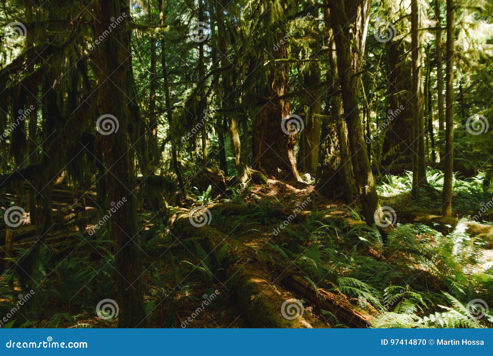 Path in the deep forest stock photo. Image of nature - 97414870