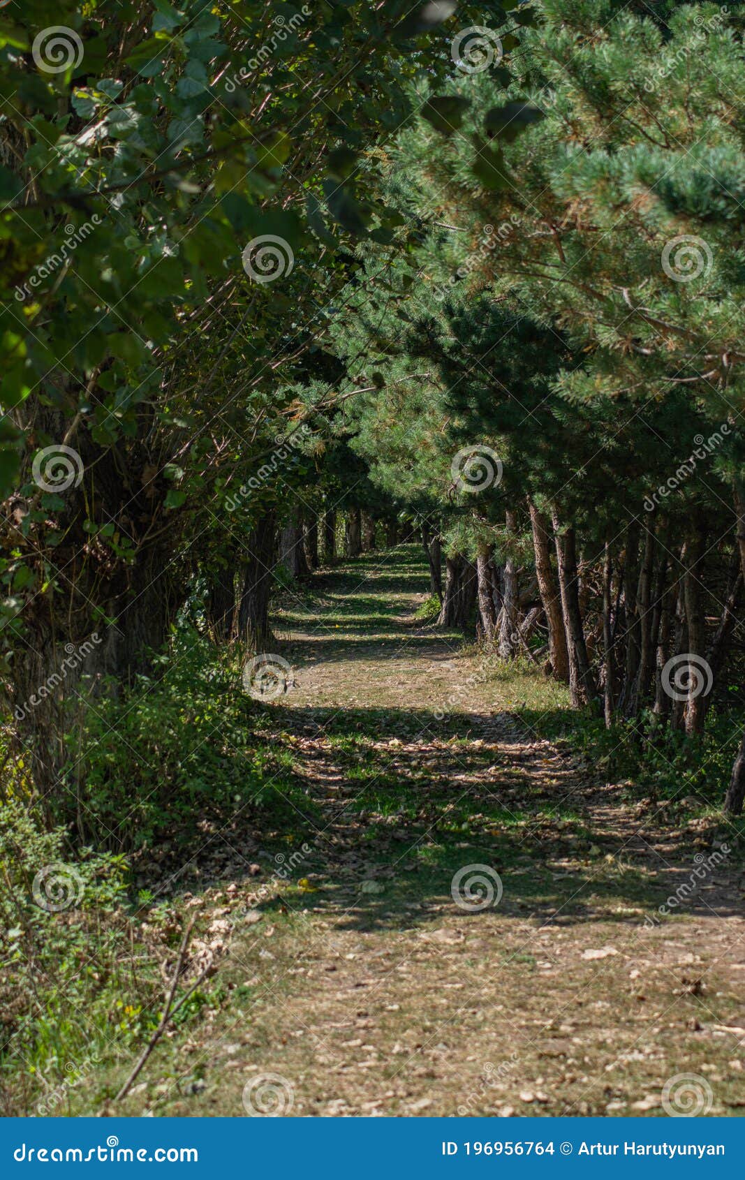 Path in the deep forest stock photo. Image of foliage - 196956764
