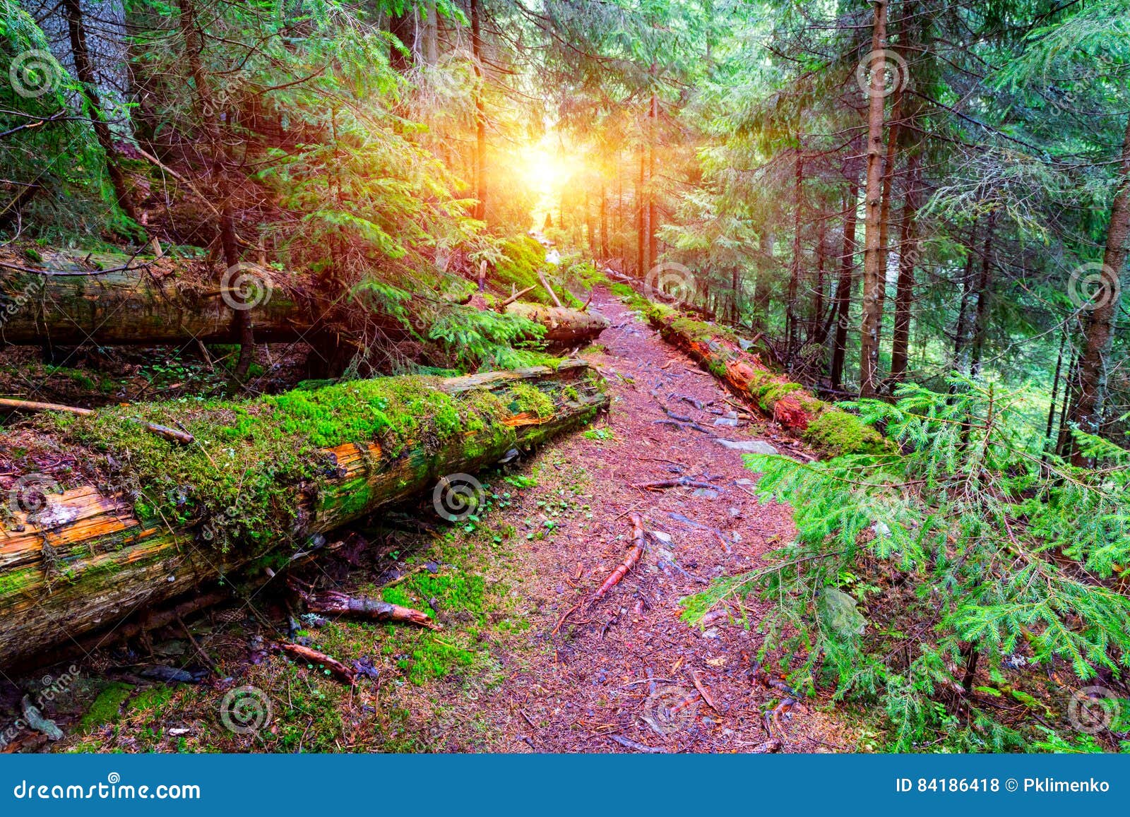 Path in deep forest stock photo. Image of outdoor, sunny - 84186418