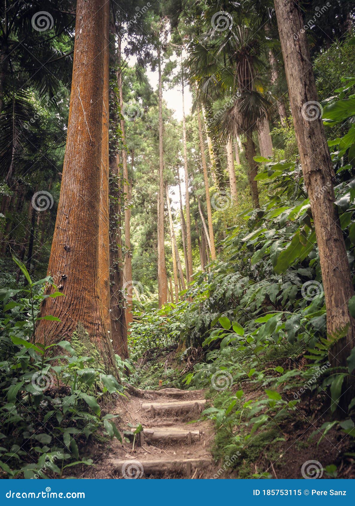 Path into Deep Forest in Azores Islands Stock Image - Image of ...