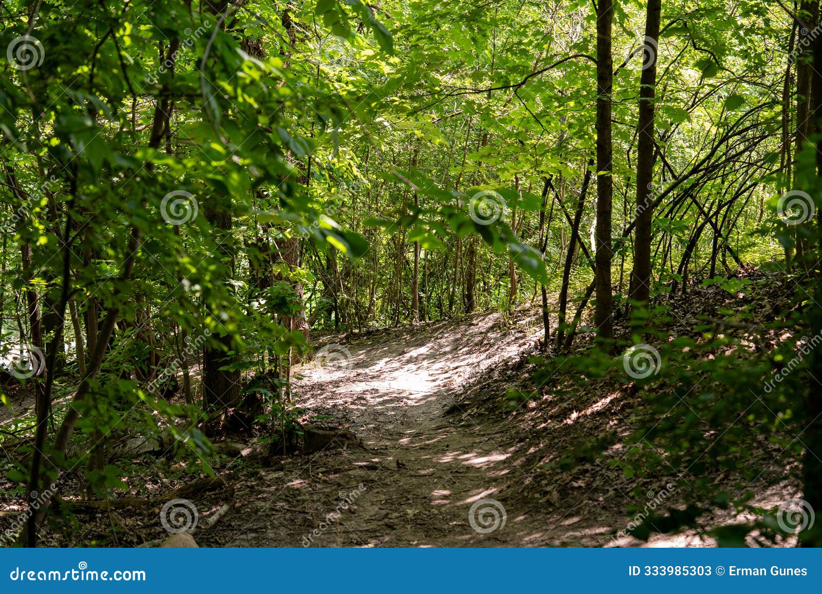 The Path Deep in the Forest with Sunlight Stock Image - Image of ...