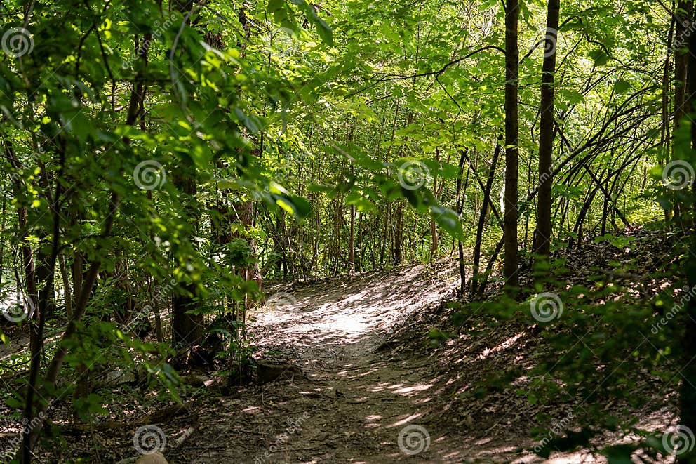 The Path Deep in the Forest with Sunlight Stock Image - Image of ...