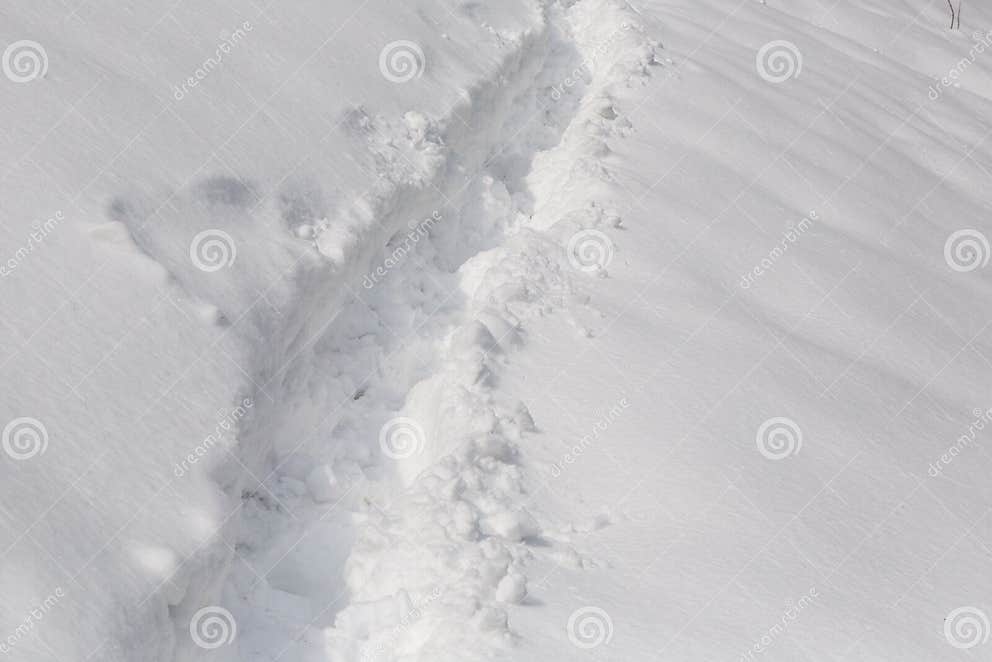 Path in the deep snow stock photo. Image of tree, branches - 110790324
