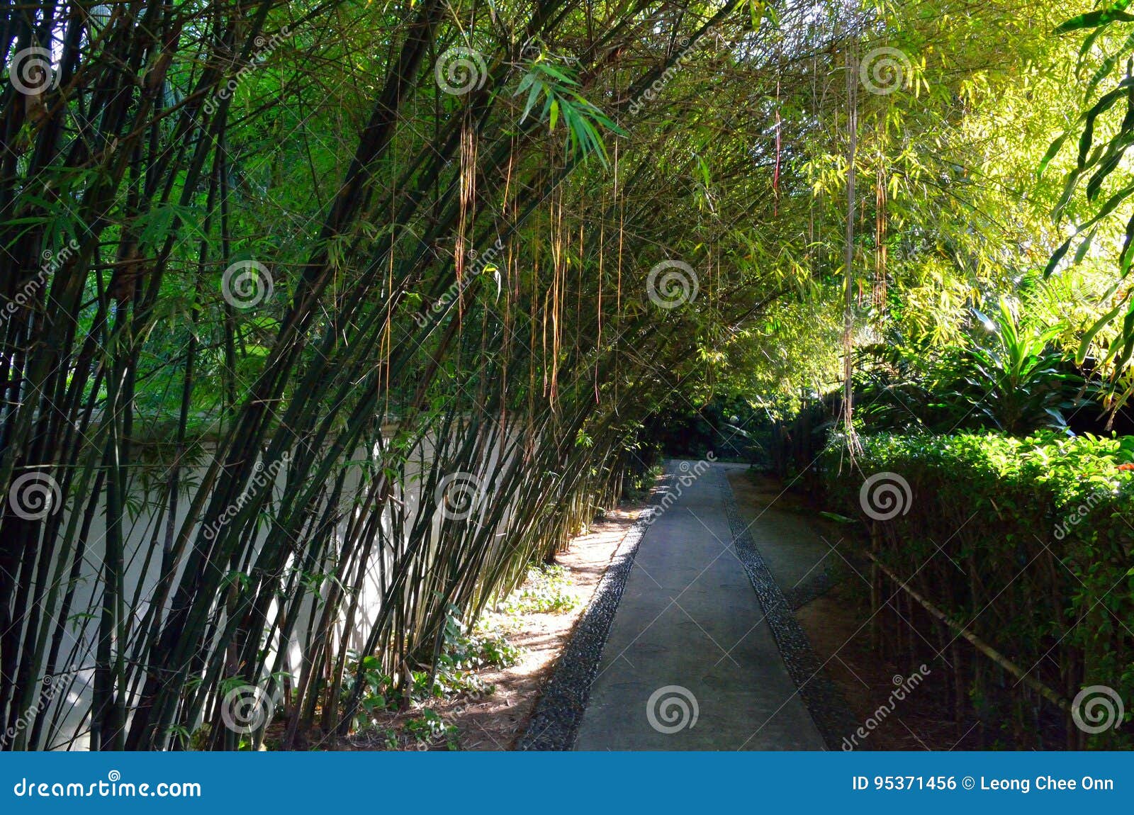 A Path with Dense Bamboo Groves on Both Sides Stock Photo - Image of ...