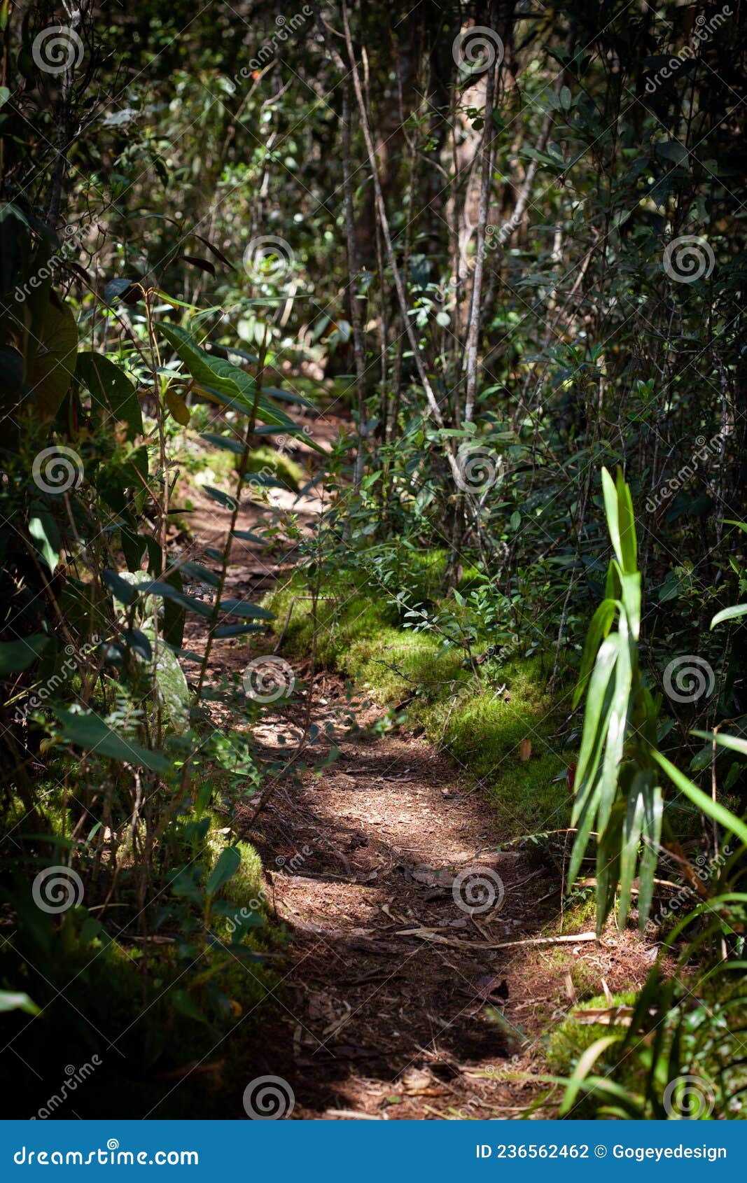 Path through Dense Forest with Dappled Sunlight Falling on Ground and ...
