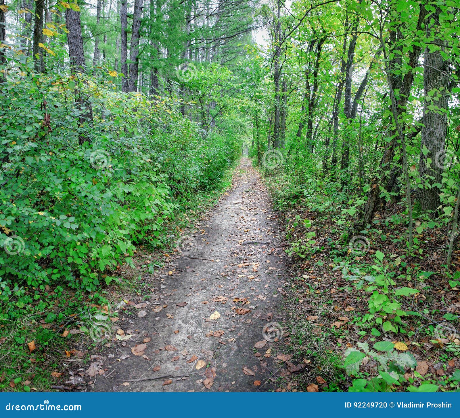 A path in a dense forest stock photo. Image of background - 92249720