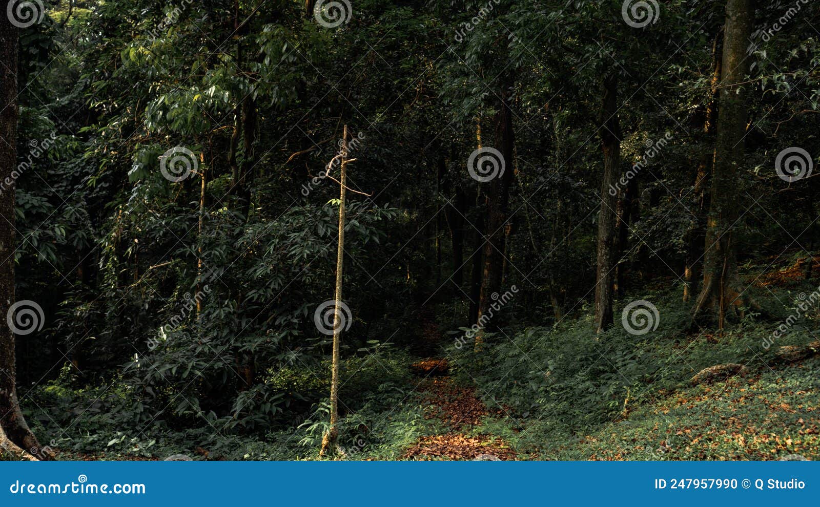 Dense forest path stock photo. Image of diversity, landscape - 247957990