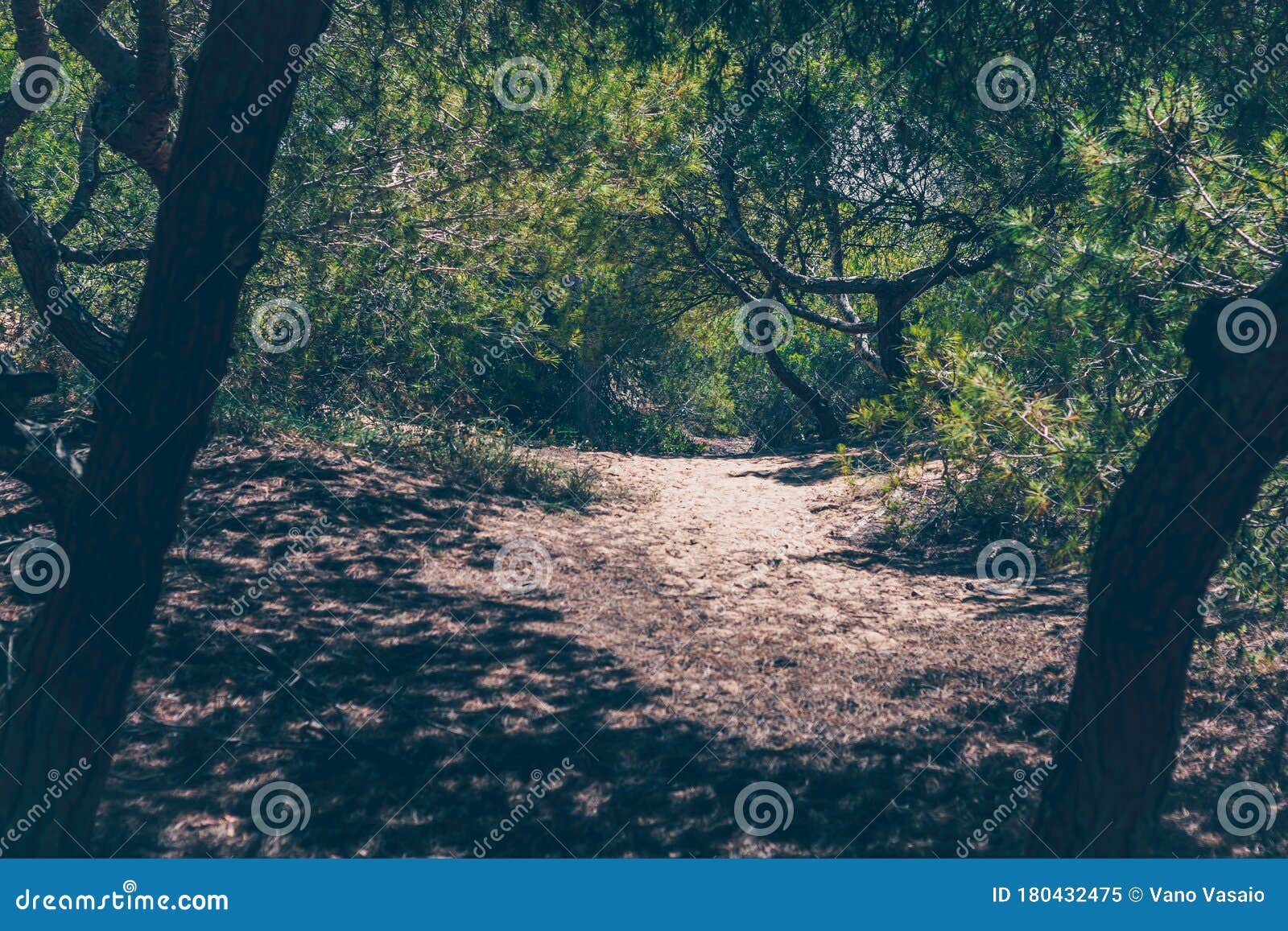 A Path through a Dense Grove of Cedar Trees Stock Image - Image of ...
