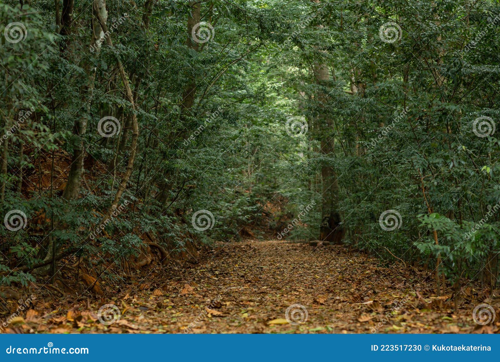 A Path in the Dense Jungle. Natural Reserve Stock Photo - Image of ...