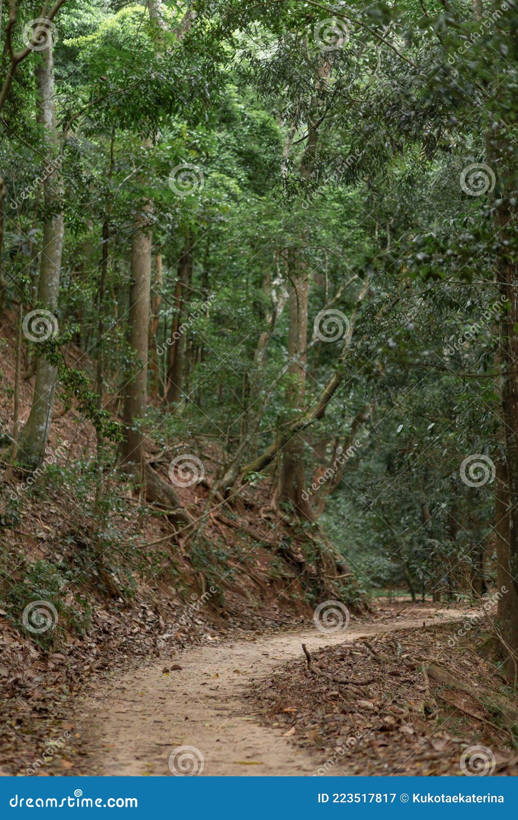A Path in the Dense Jungle. Natural Reserve Stock Image - Image of ...