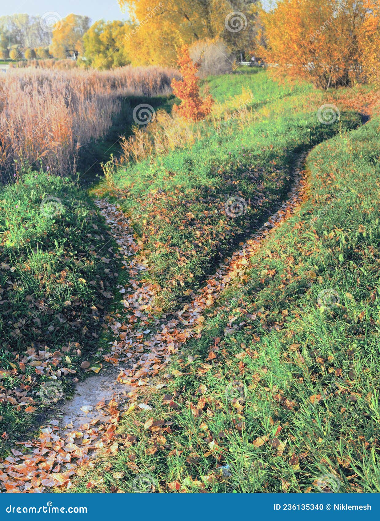 The Path is Divided into Two Paths Covered with Fallen Autumn Foliage ...