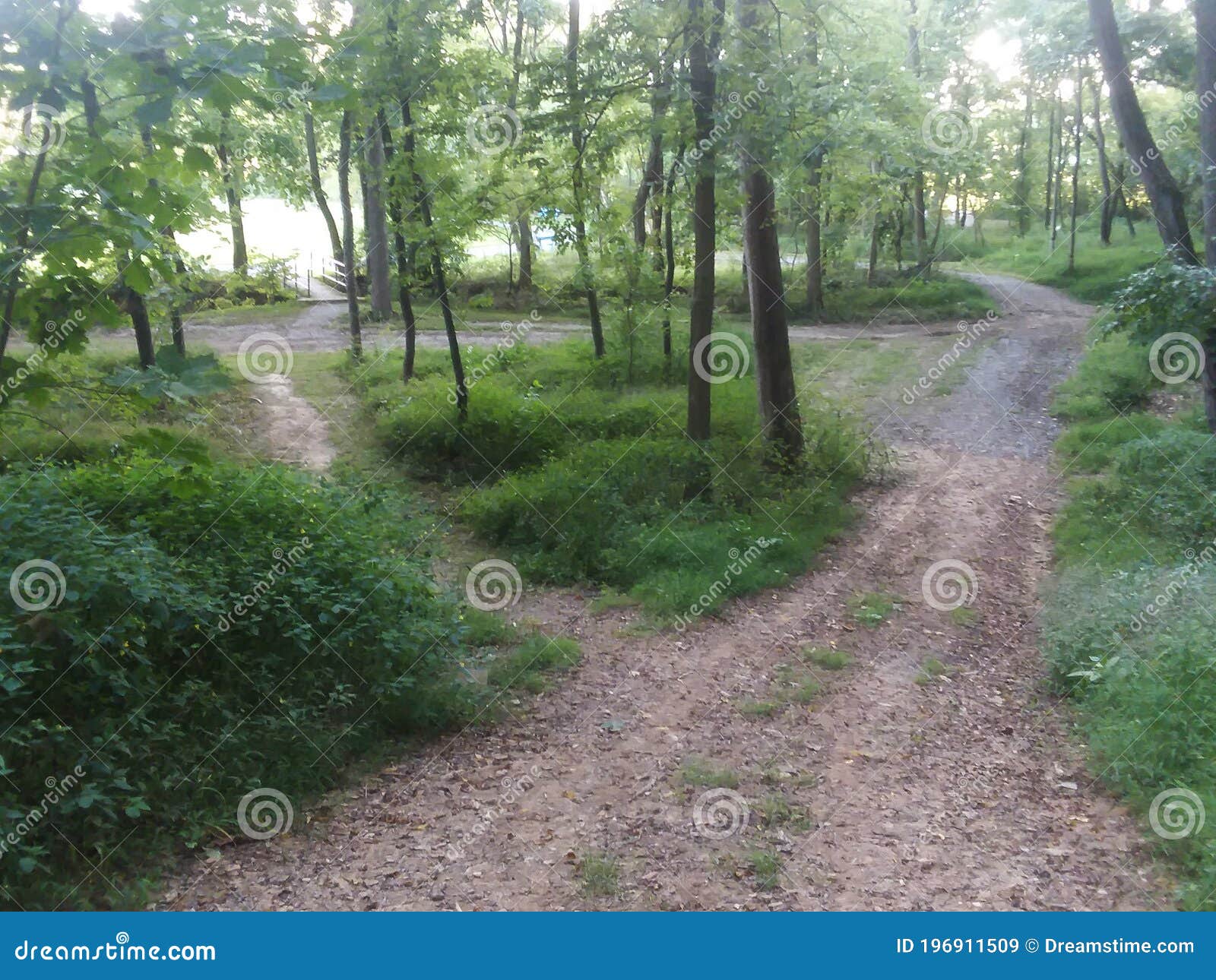 A Path Divides in the Forest. Stock Image - Image of grass, tree: 196911509