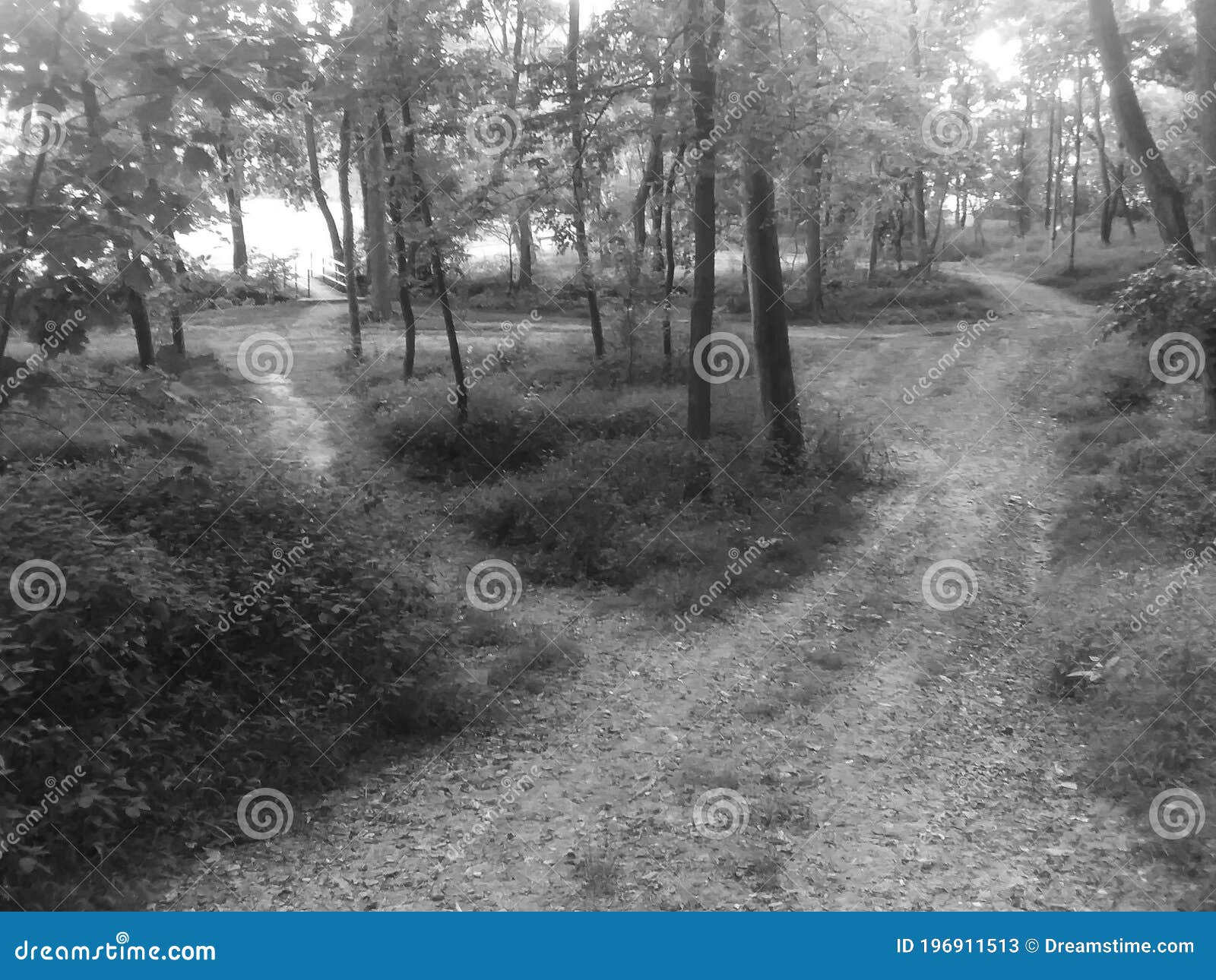 A Path Divides in the Forest. Stock Image - Image of growth, white ...