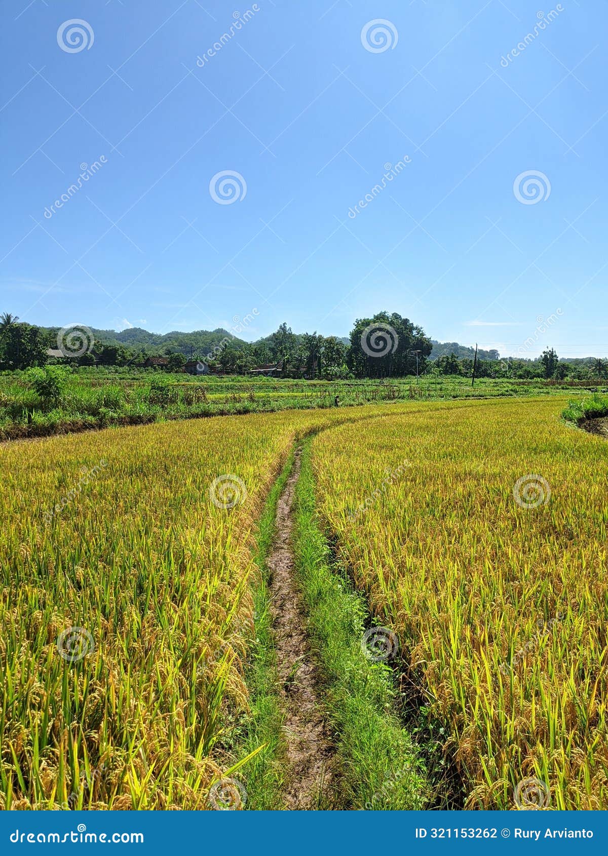 The Path Divides the Rice Fields Planted with Yellowing Rice Plants ...