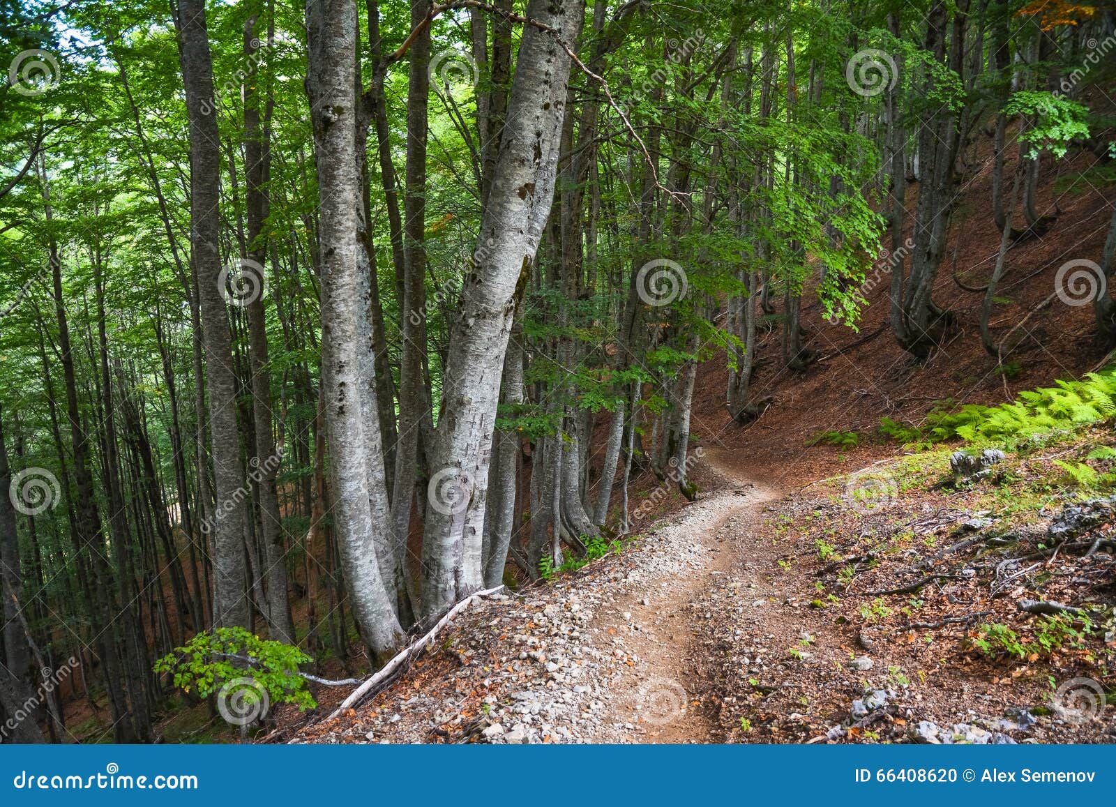 Path Down through the Woods on a Mountain Slope Stock Photo - Image of ...