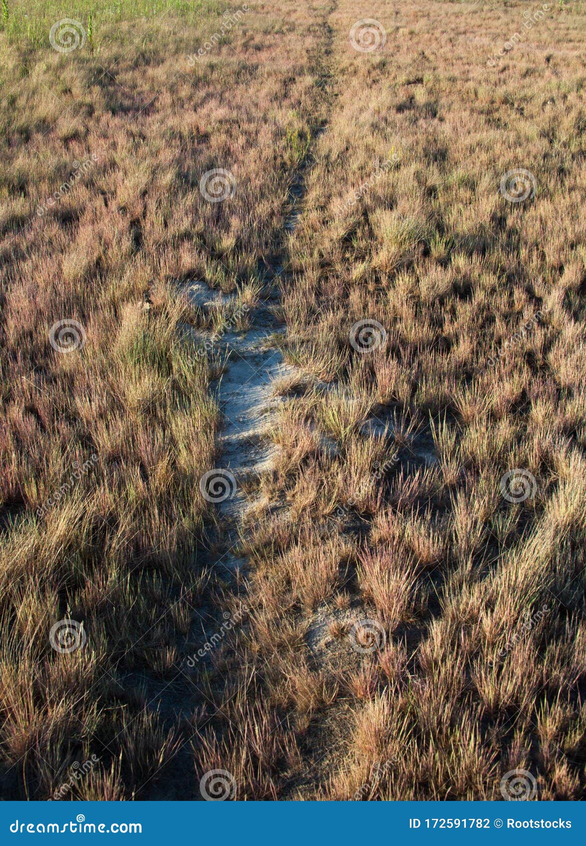 The Path in the Dry Grass in the Field Stock Photo - Image of overgrown ...