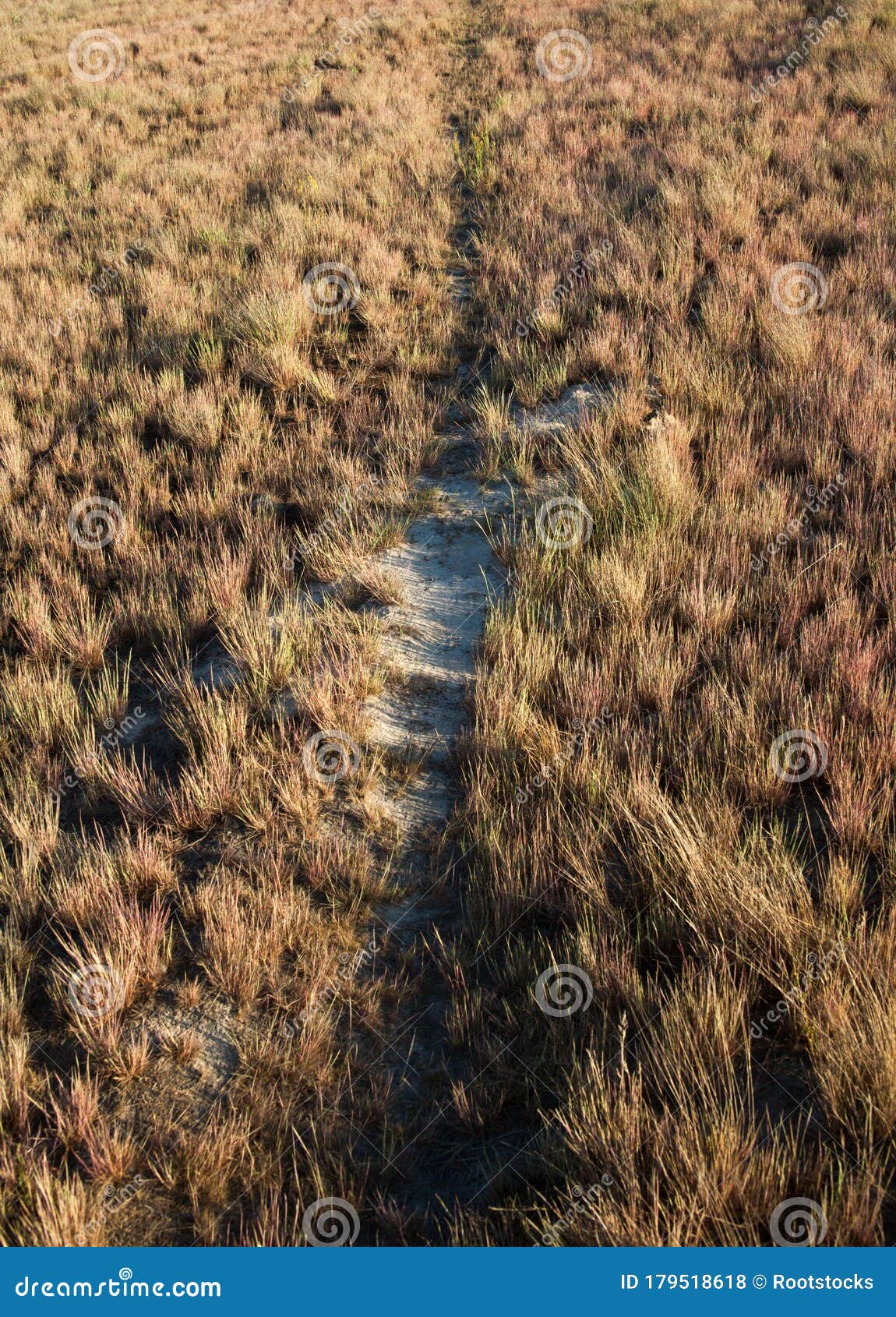 The Path in the Dry Grass in the Field Stock Photo - Image of itinerary ...