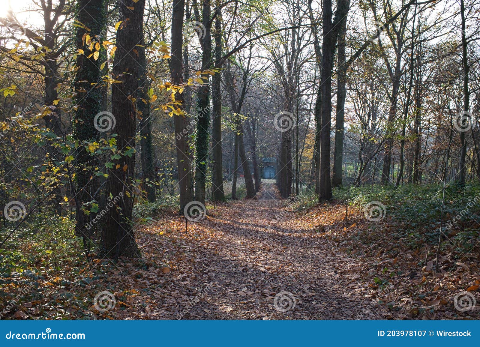 Path in the Early Autumn Field with Falling Leafs Stock Image - Image ...