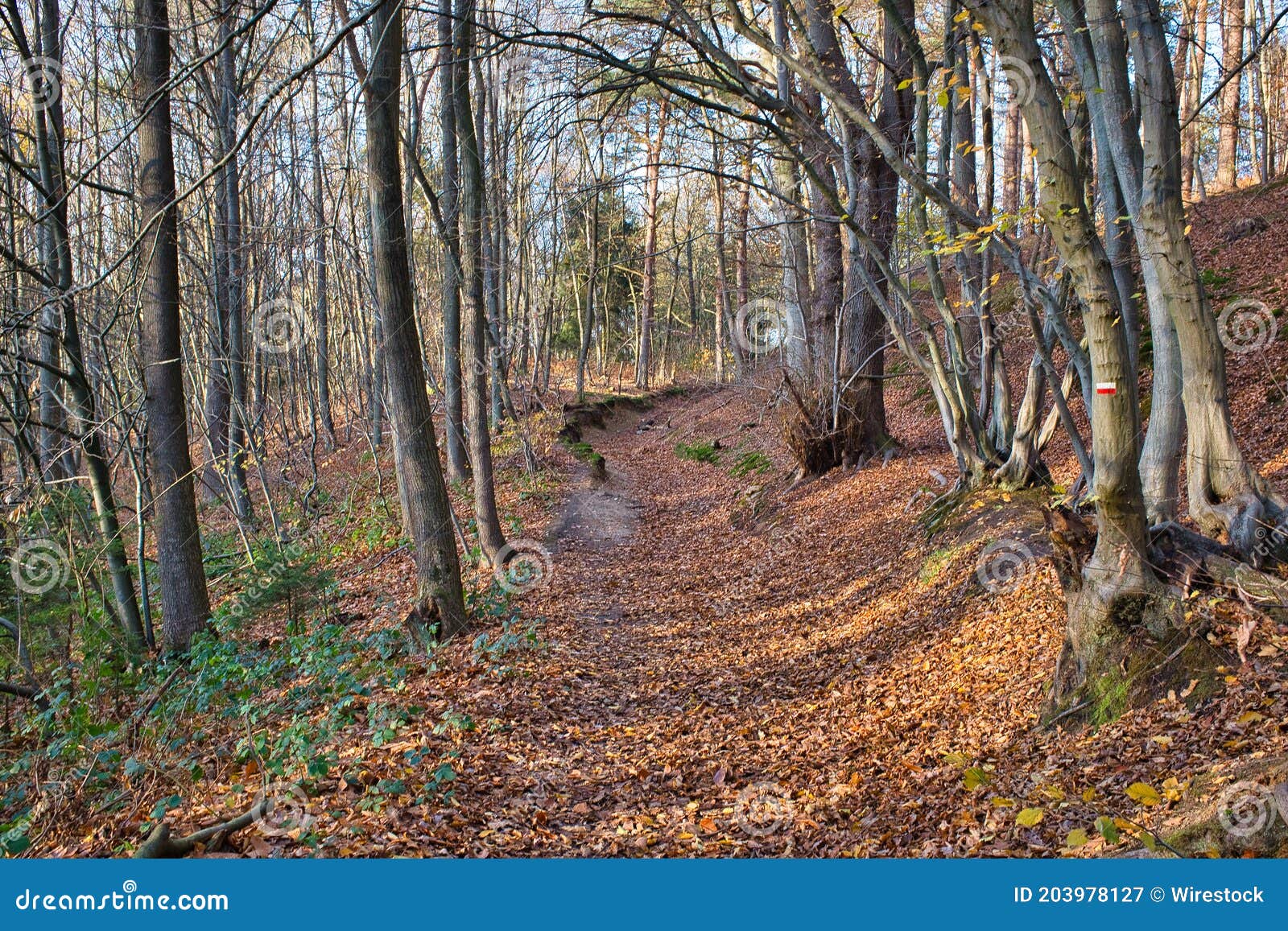Path in the Early Autumn Field with Falling Leafs Stock Image - Image ...