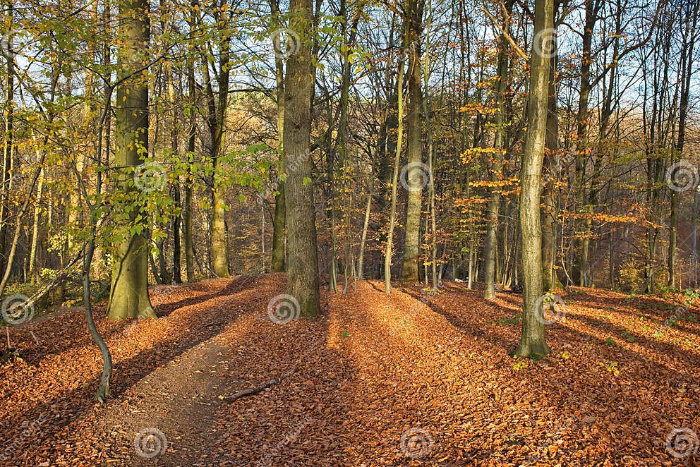 Path in the Early Autumn Field with Falling Leafs Stock Photo - Image ...