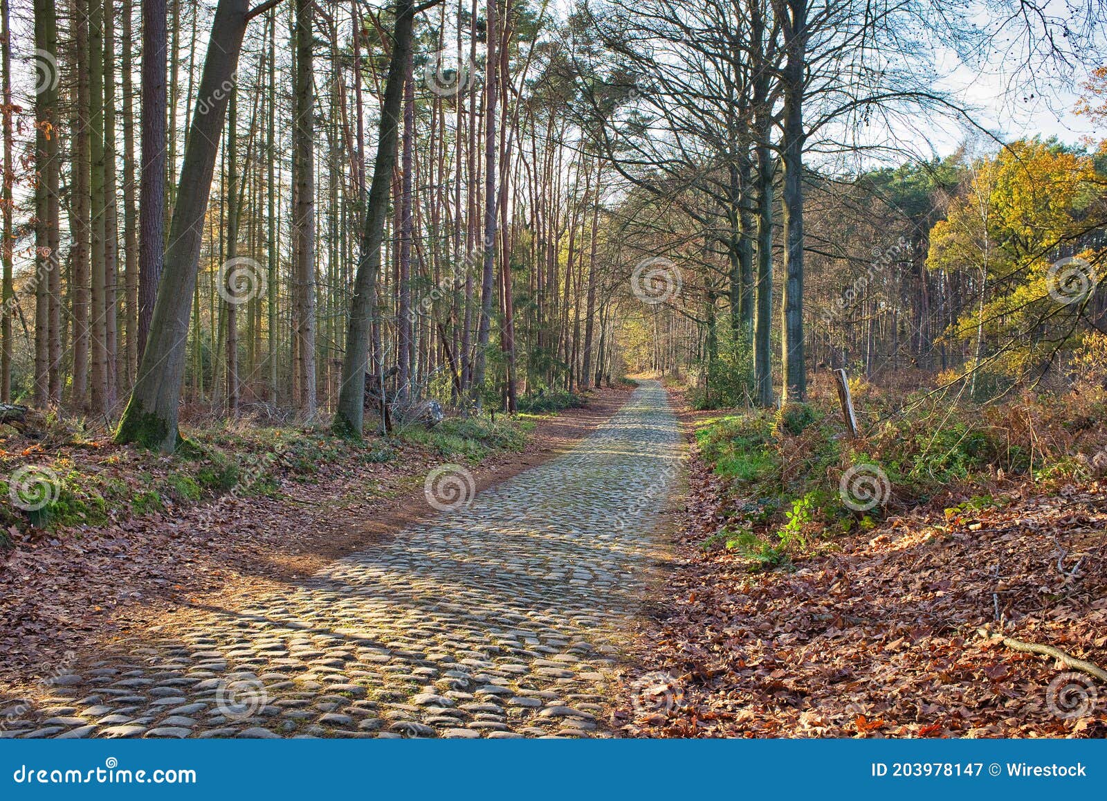 Path in the Early Autumn Field with Falling Leafs Stock Image - Image ...