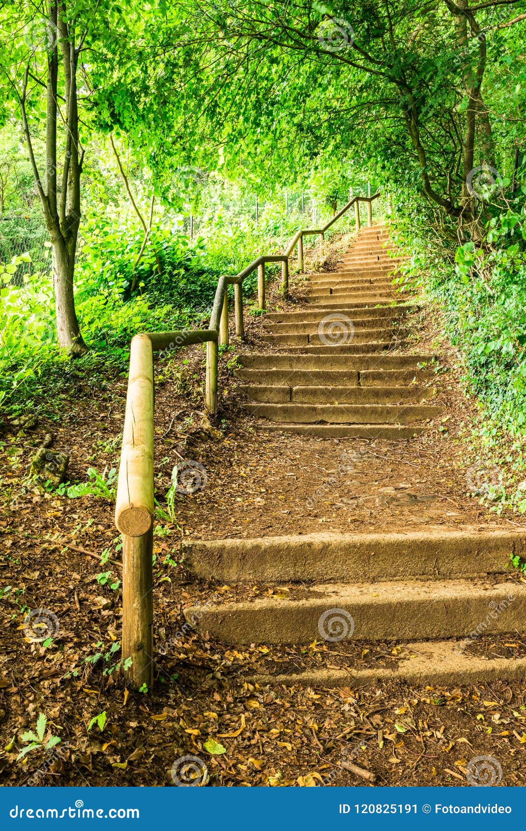 Path at Edge of Green Forest Stock Image - Image of phenomenon, nature ...