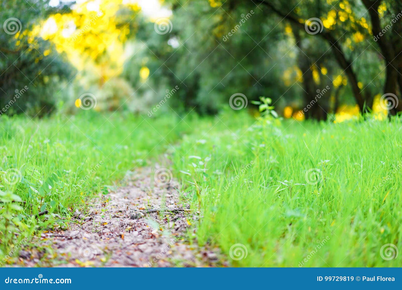 The Path of the Enchanted Forest Stock Image - Image of magic, nature ...