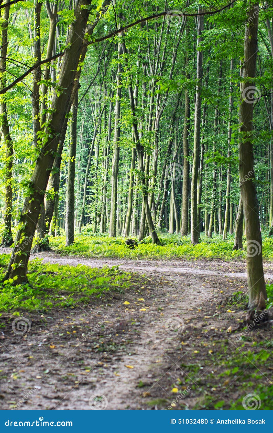 Path through Enchanted Spring Forest Stock Photo - Image of nature ...