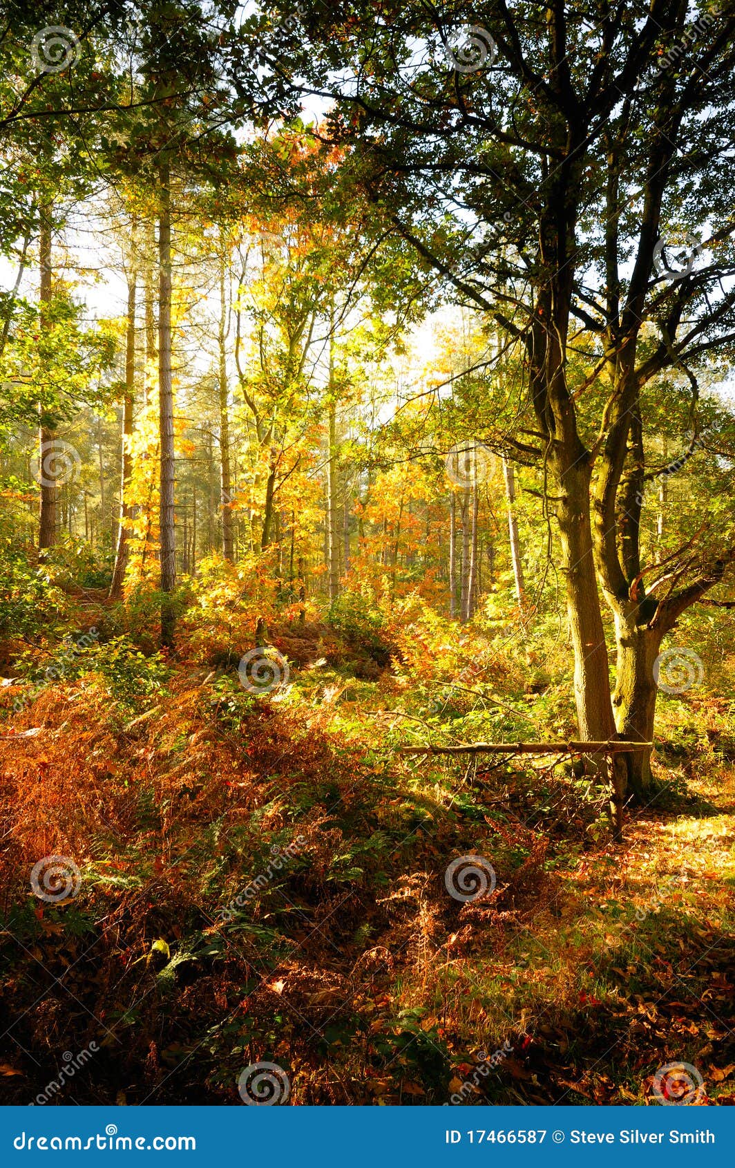 Path through English Forest in Autumn Stock Image - Image of woods ...
