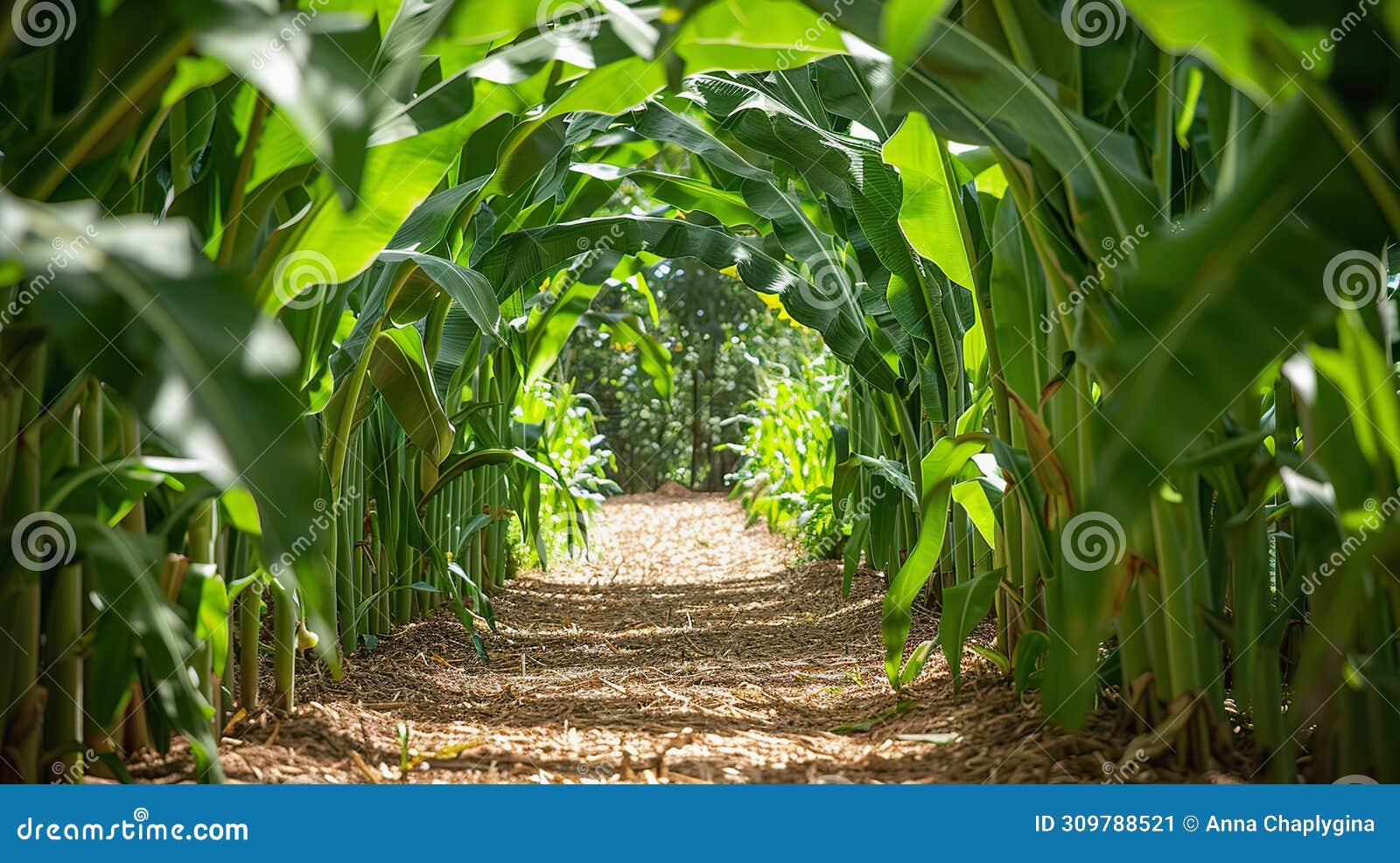 Path Entrance Leading into Green Corn Maze Stock Image - Image of field ...
