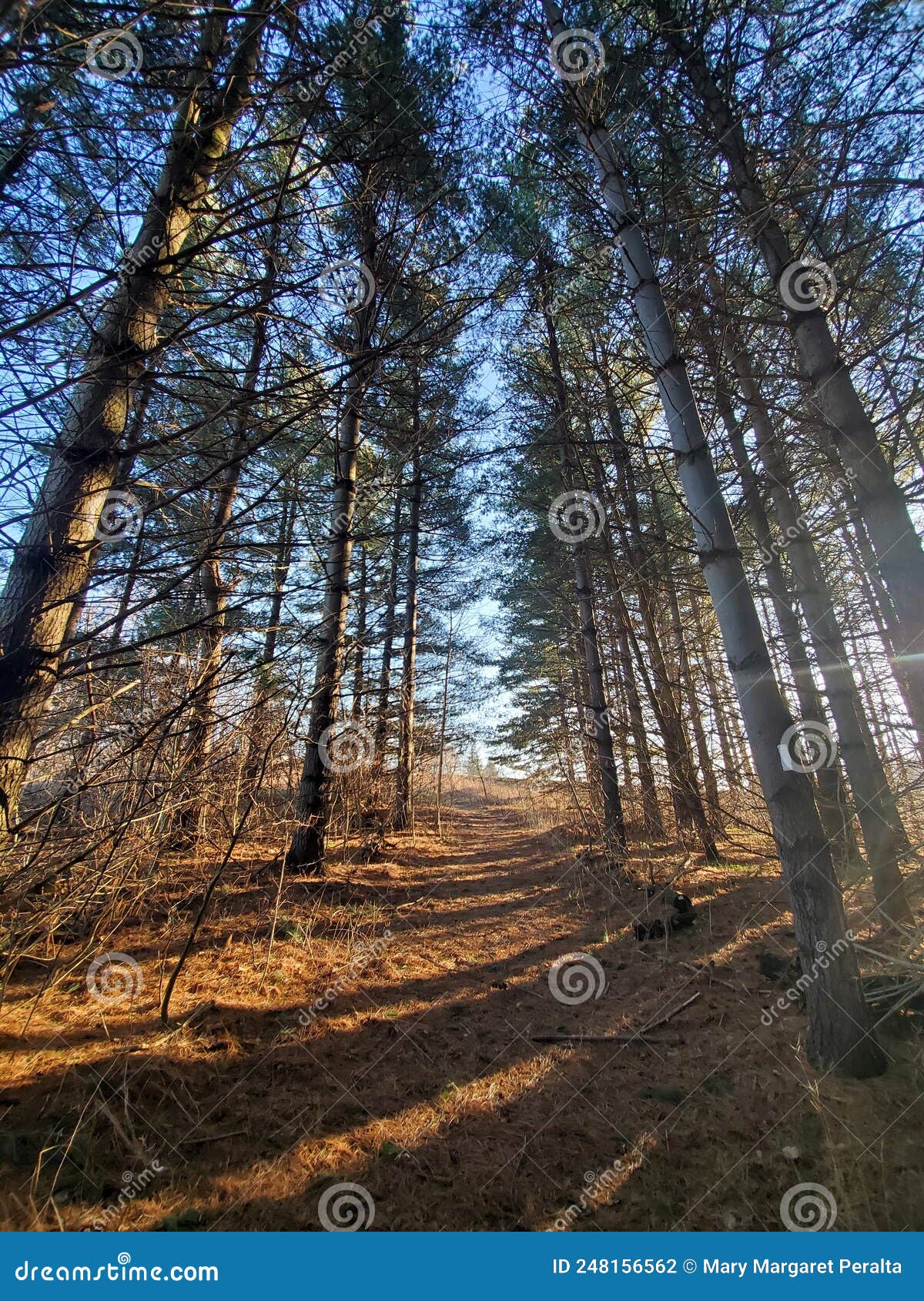 Path between the Evergreens Stock Photo - Image of forests, bright ...