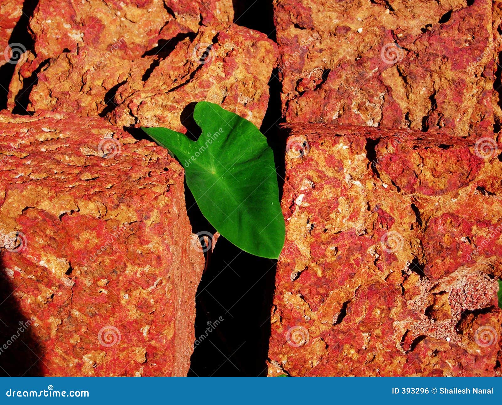 The Path of Evolution stock photo. Image of hard, struggle - 393296