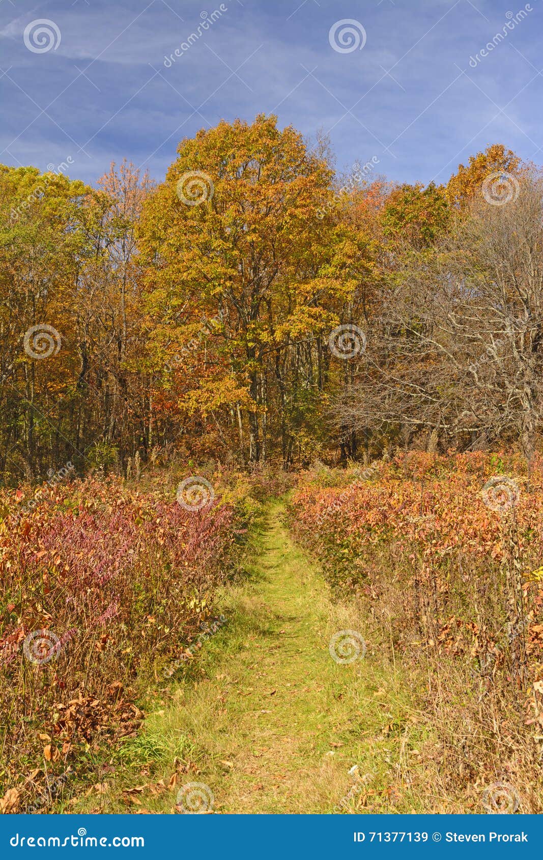 Path into the Fall Forest stock image. Image of trees - 71377139