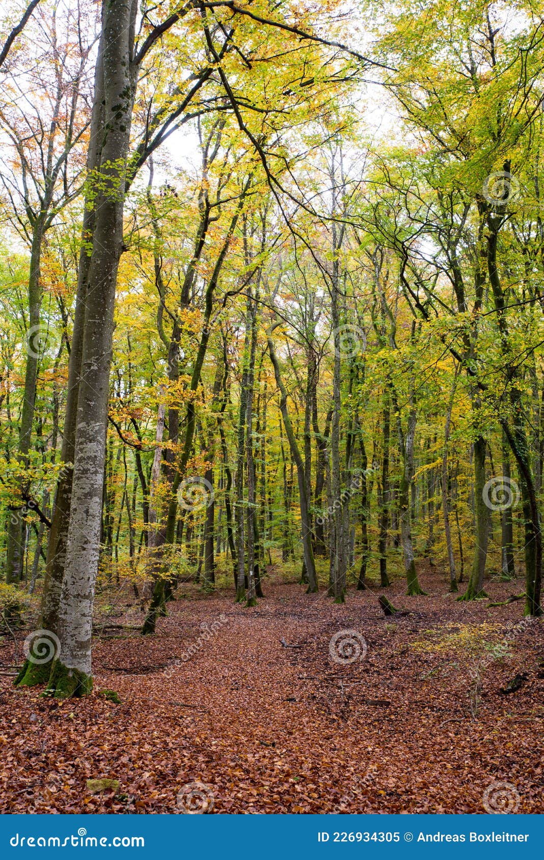 Path through Fall Forest Covered with Leaves Stock Image - Image of ...