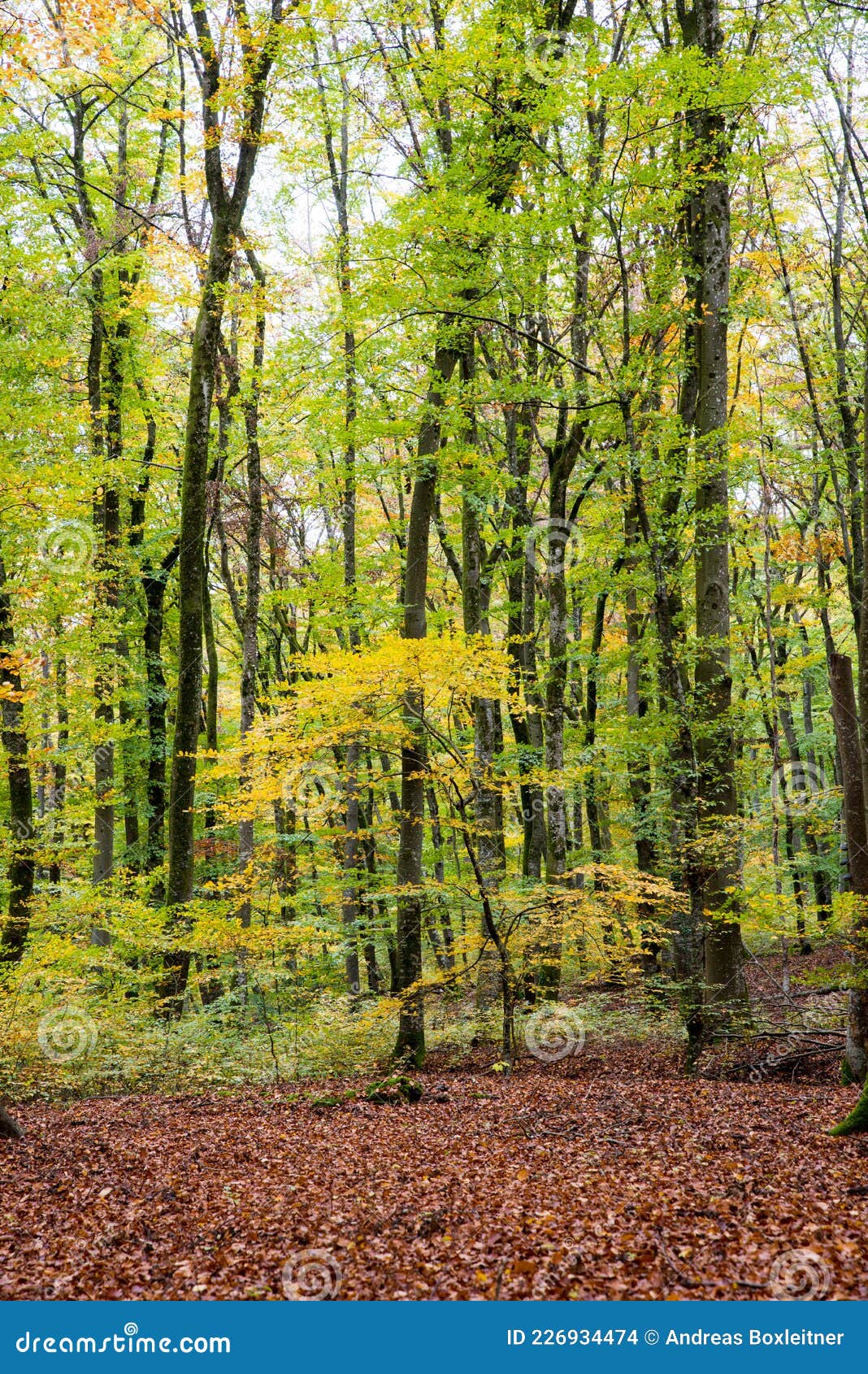 Path through Fall Forest Covered with Leaves Stock Photo - Image of ...