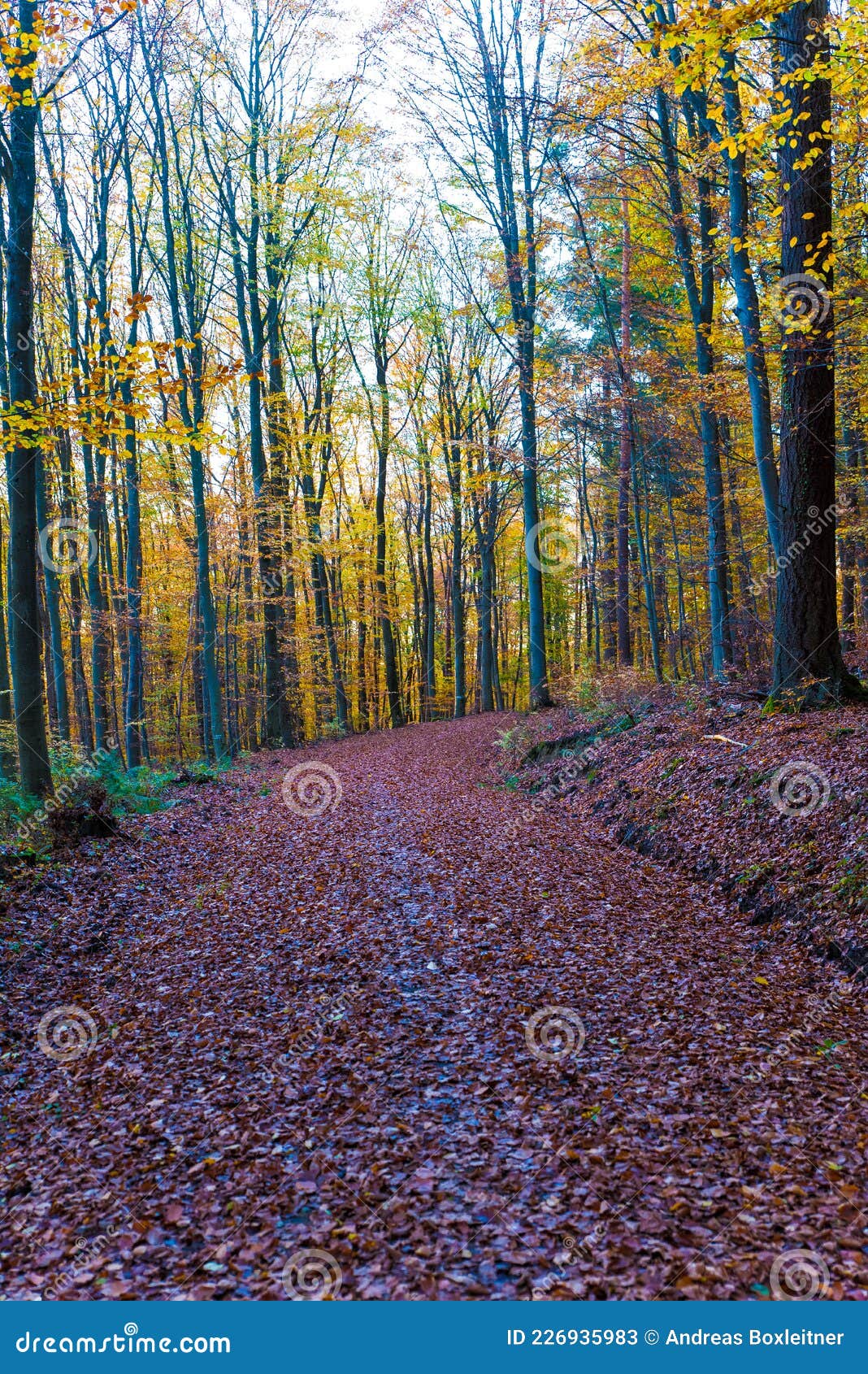 Path through Fall Forest Covered with Leaves Stock Image - Image of ...