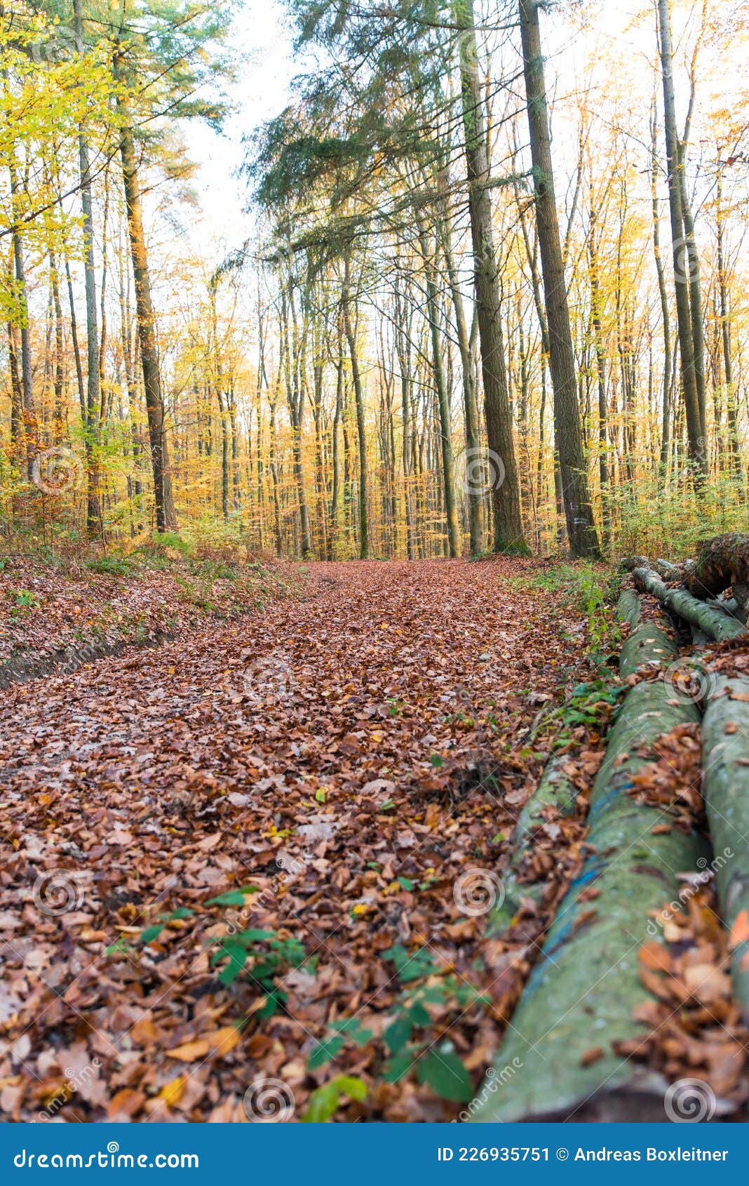 Path through Fall Forest Covered with Leaves Stock Image - Image of ...